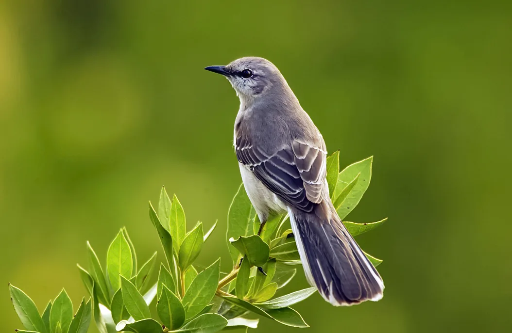 How to Get Rid of Mockingbirds (Legally and Humanely) - Bird Proofing HQ